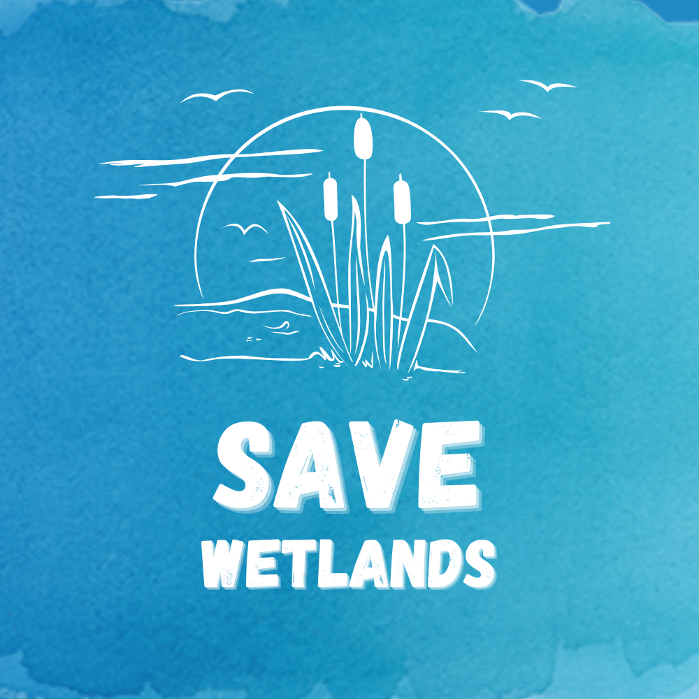 Save Wetlands - Creative Channel Media